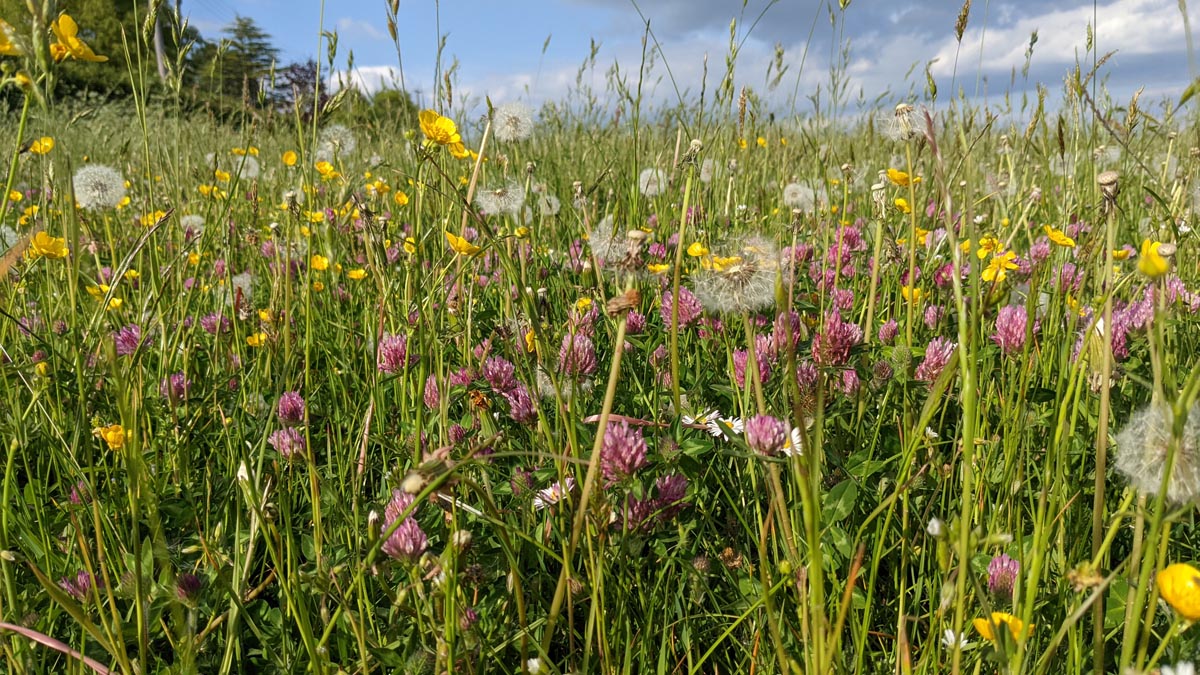 Training Resources and Events | National Plant Monitoring Scheme